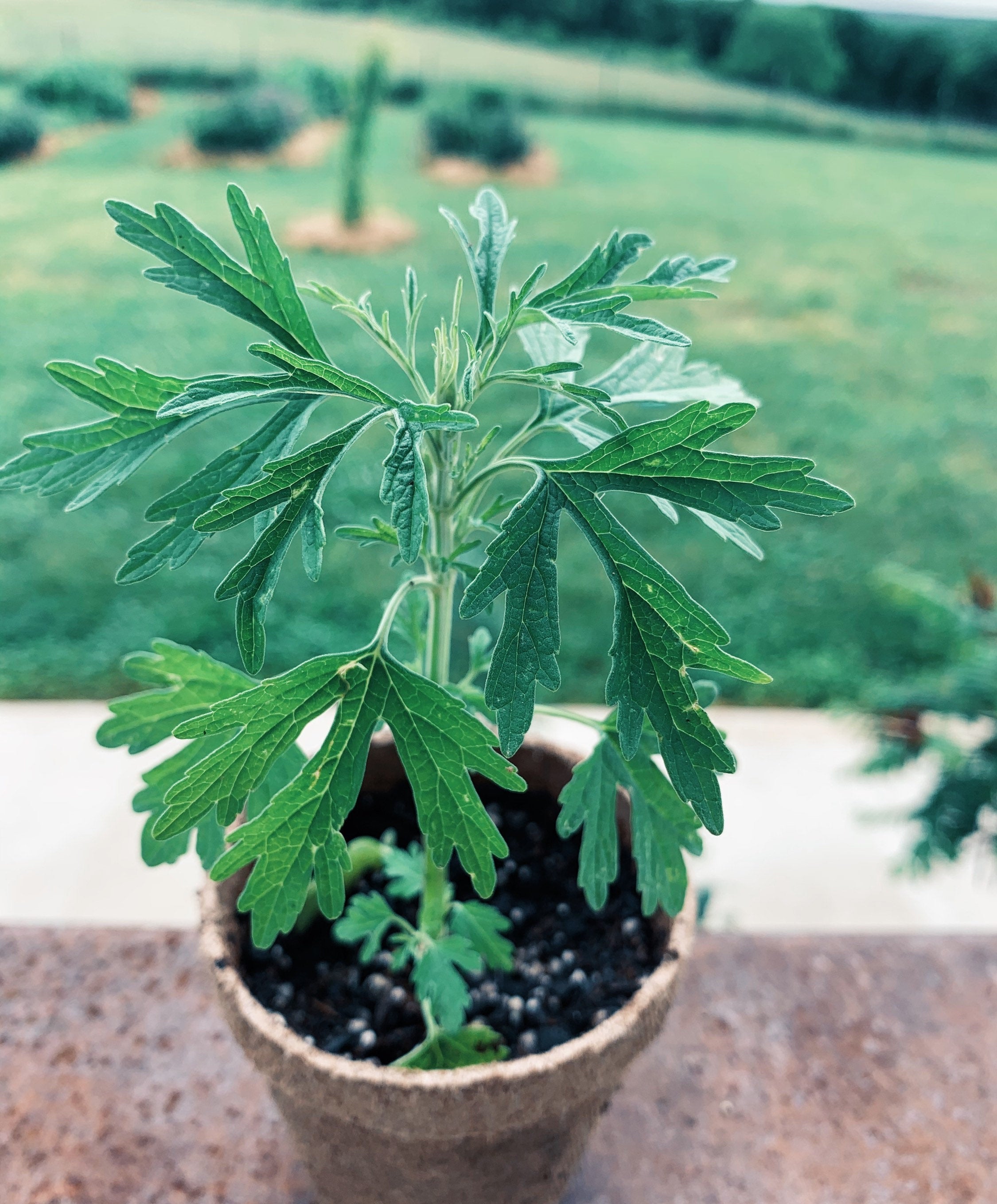Plants – Healing Mother Herbals